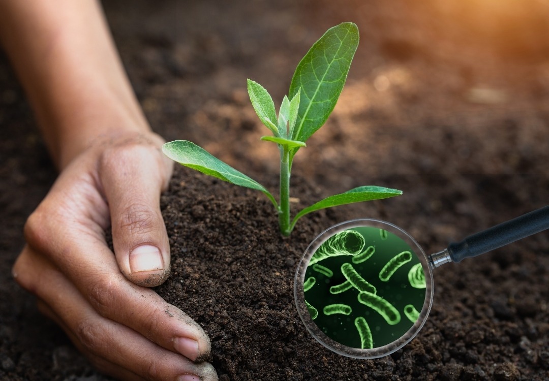 The Importance of Microorganisms in Soil